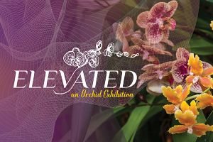 Elevated, An Orchid Exhibition at New England Botanic Garden [02/07/26]