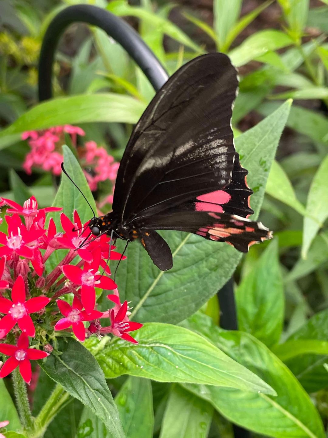 Wild Wings Butterfly Observatory at NOVA Wild Zoo - Joyraft