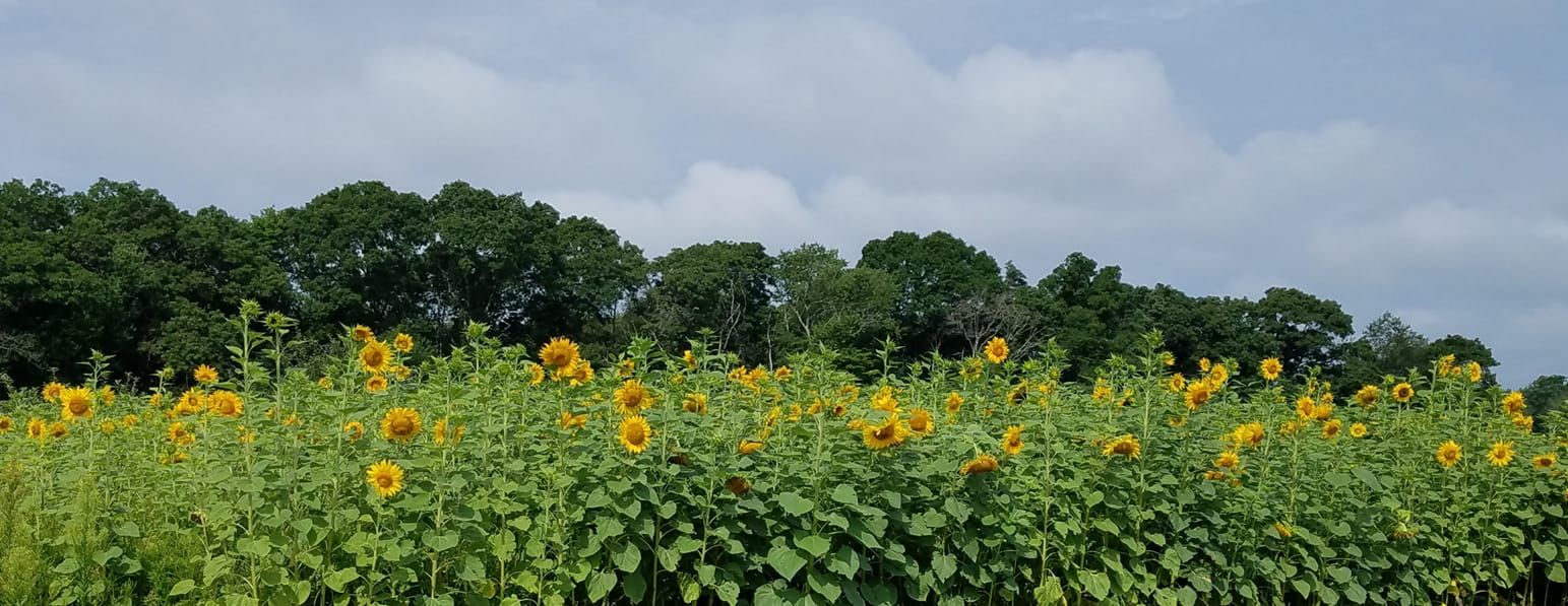 Simcock Farm Sunflower Maze [08/22/22]