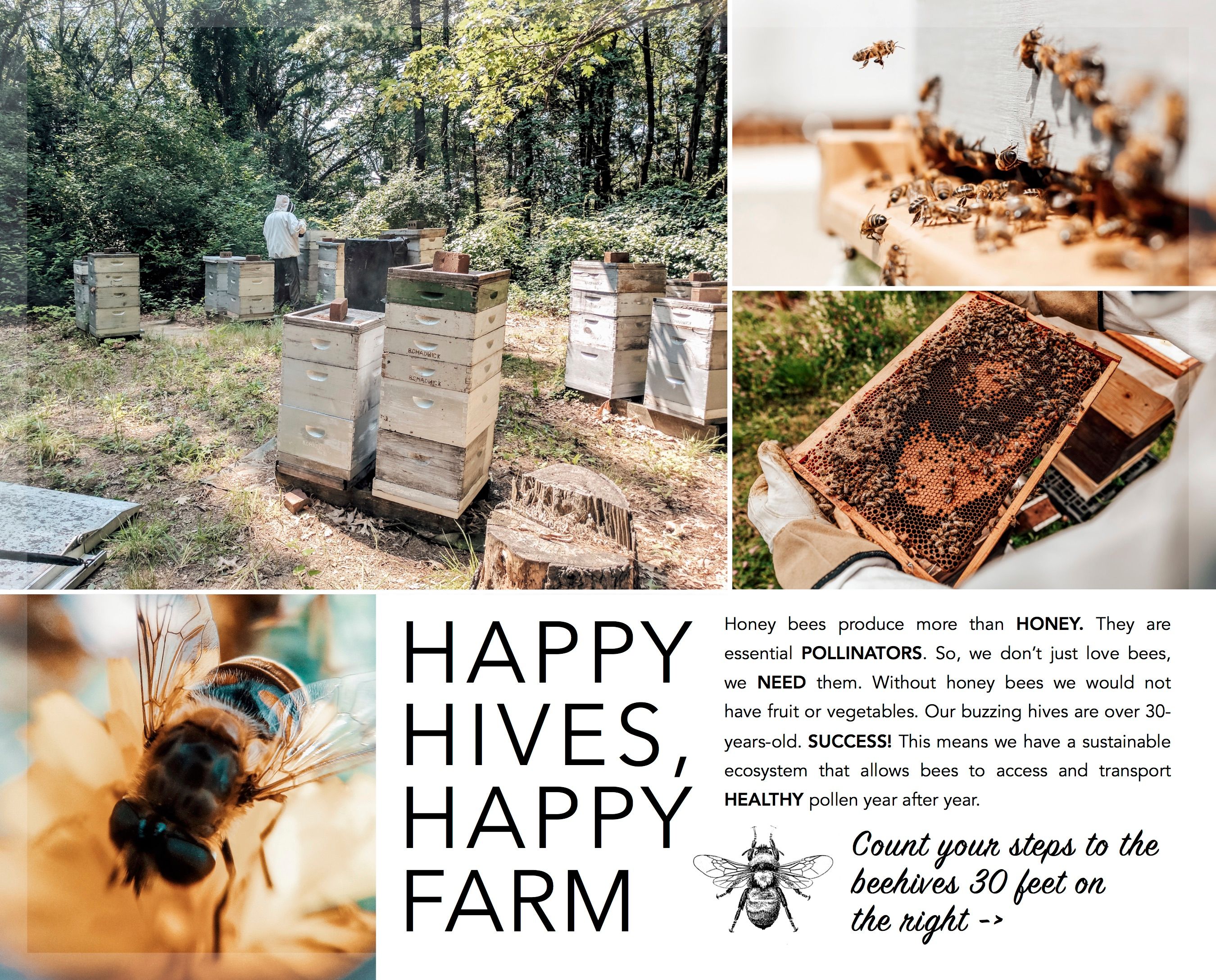 National Pollinator Week at Cider Hill Farm [06/19/23]