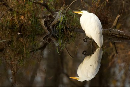 Horn Pond Woburn Photo Tour [04/29/25]