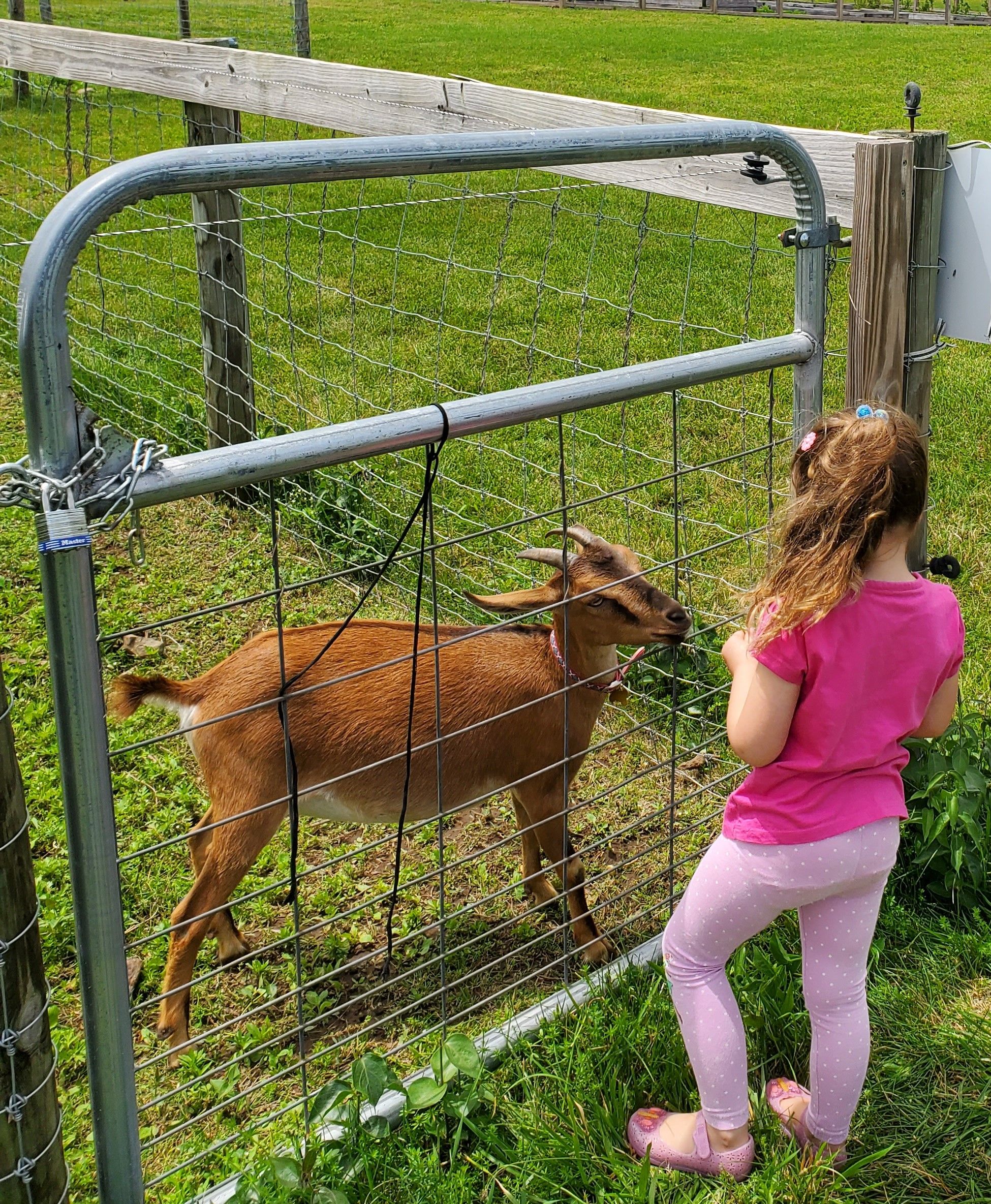 Family Farm Chores [07/26/25]