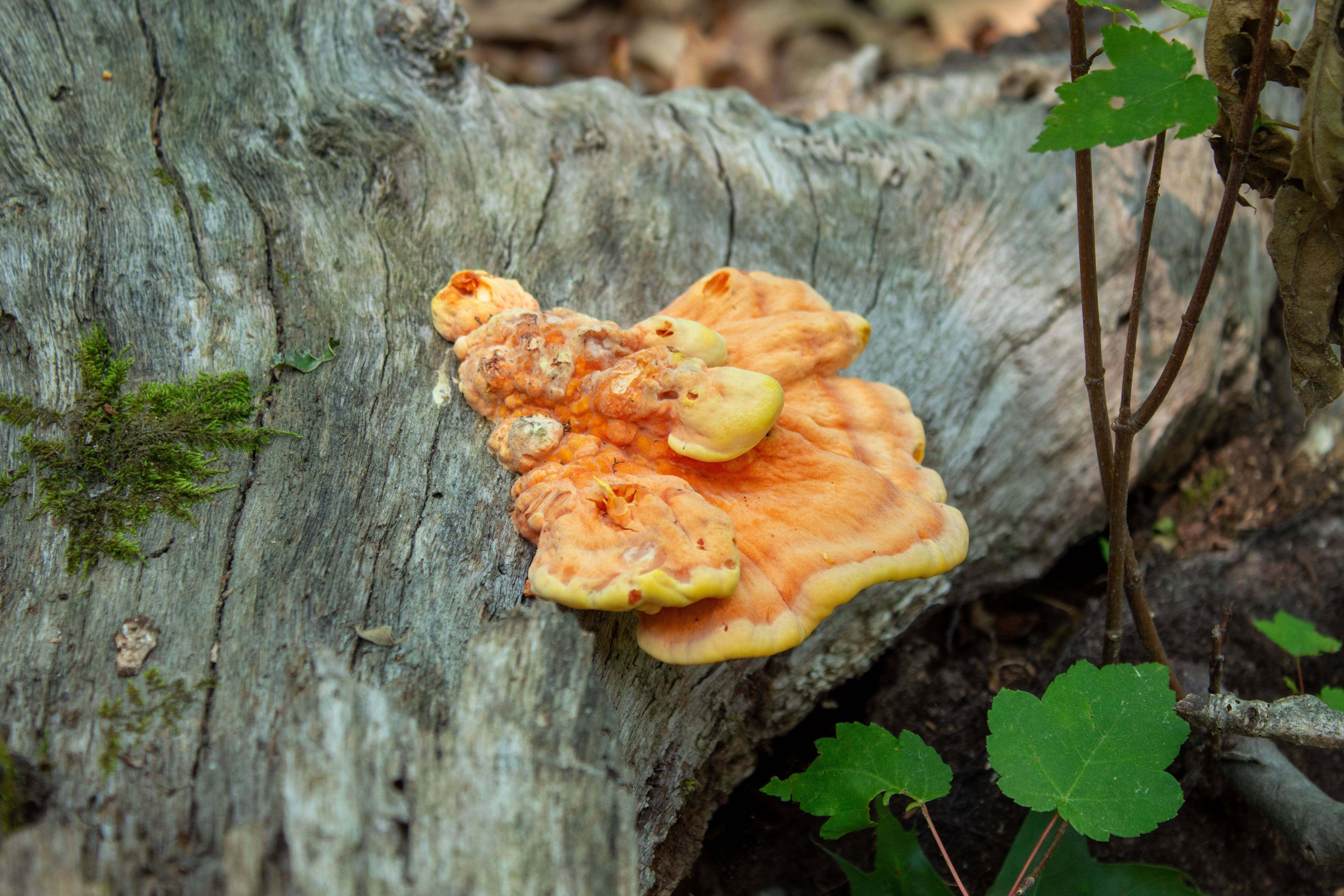 Monthly Foraging Walk [07/27/25]