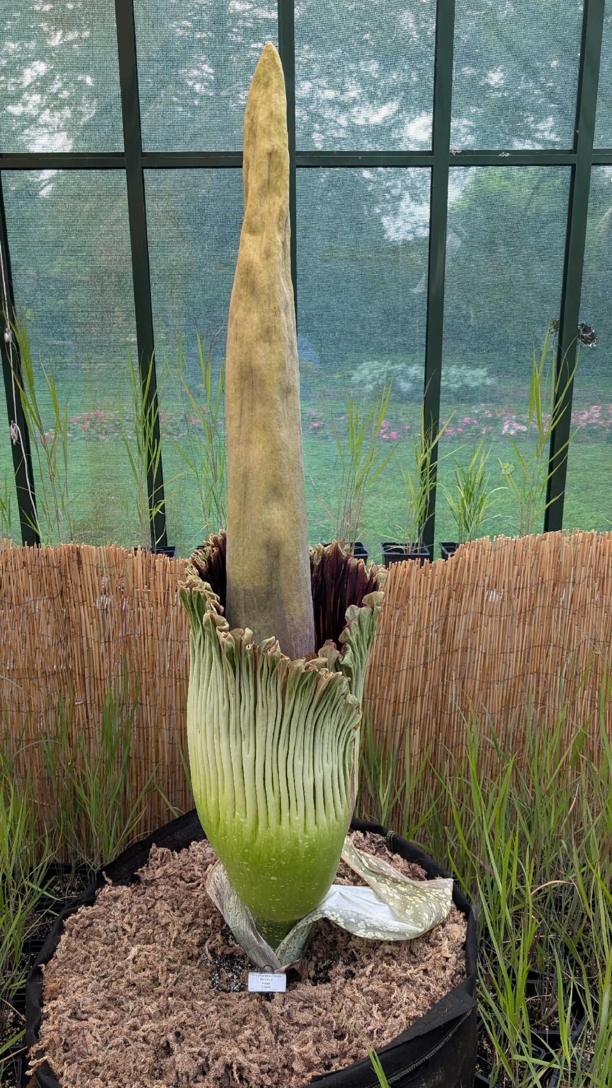 Rare Corpse Flower Blooming at the Garden at Elm Bank [07/27/25]