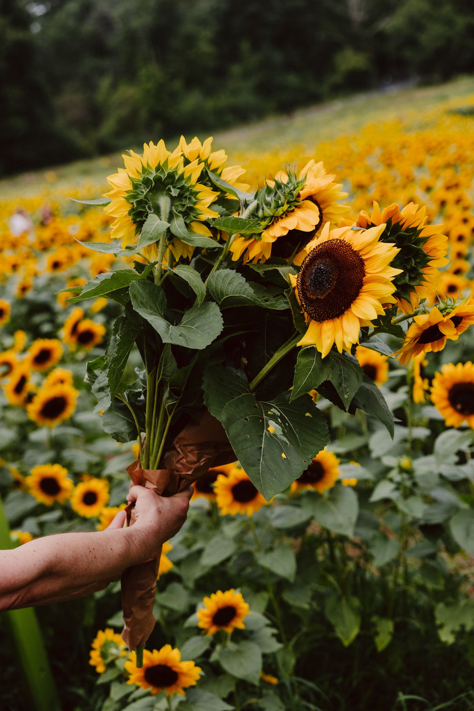 Sunflower Spectacular [08/09/25]