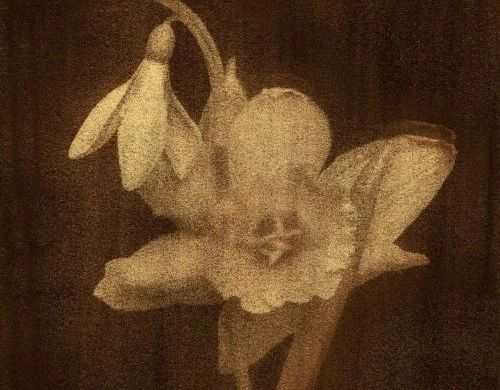 Speaker Series: Journey of Botanical Photography [09/11/25]