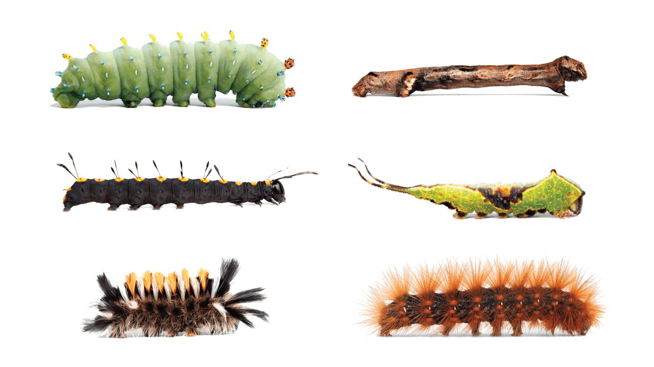 The Caterpillar Lab at Discovery Museum [09/18/25]