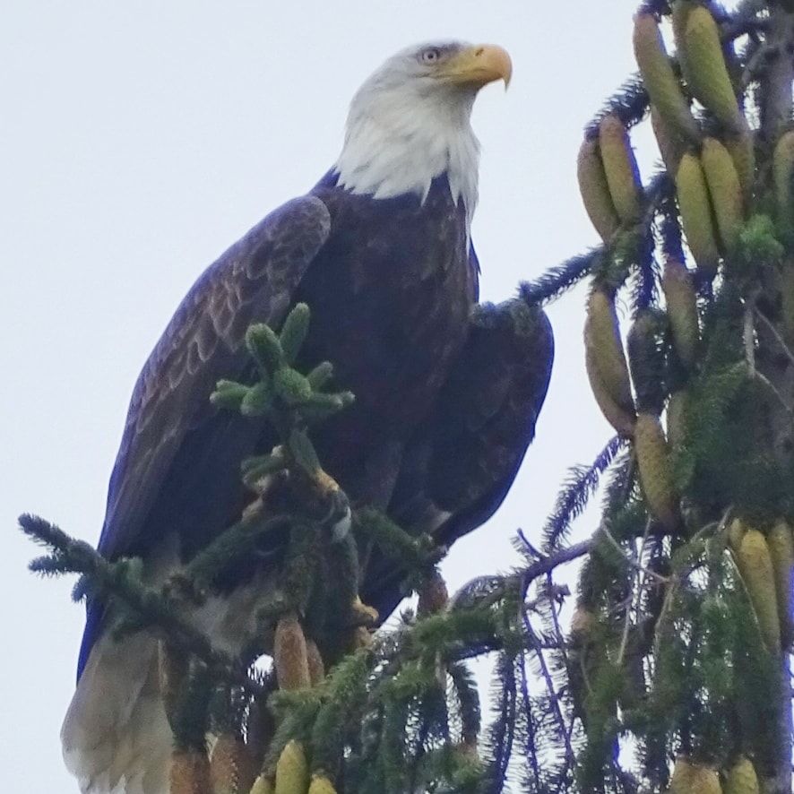 Choate Island Day [09/27/25]