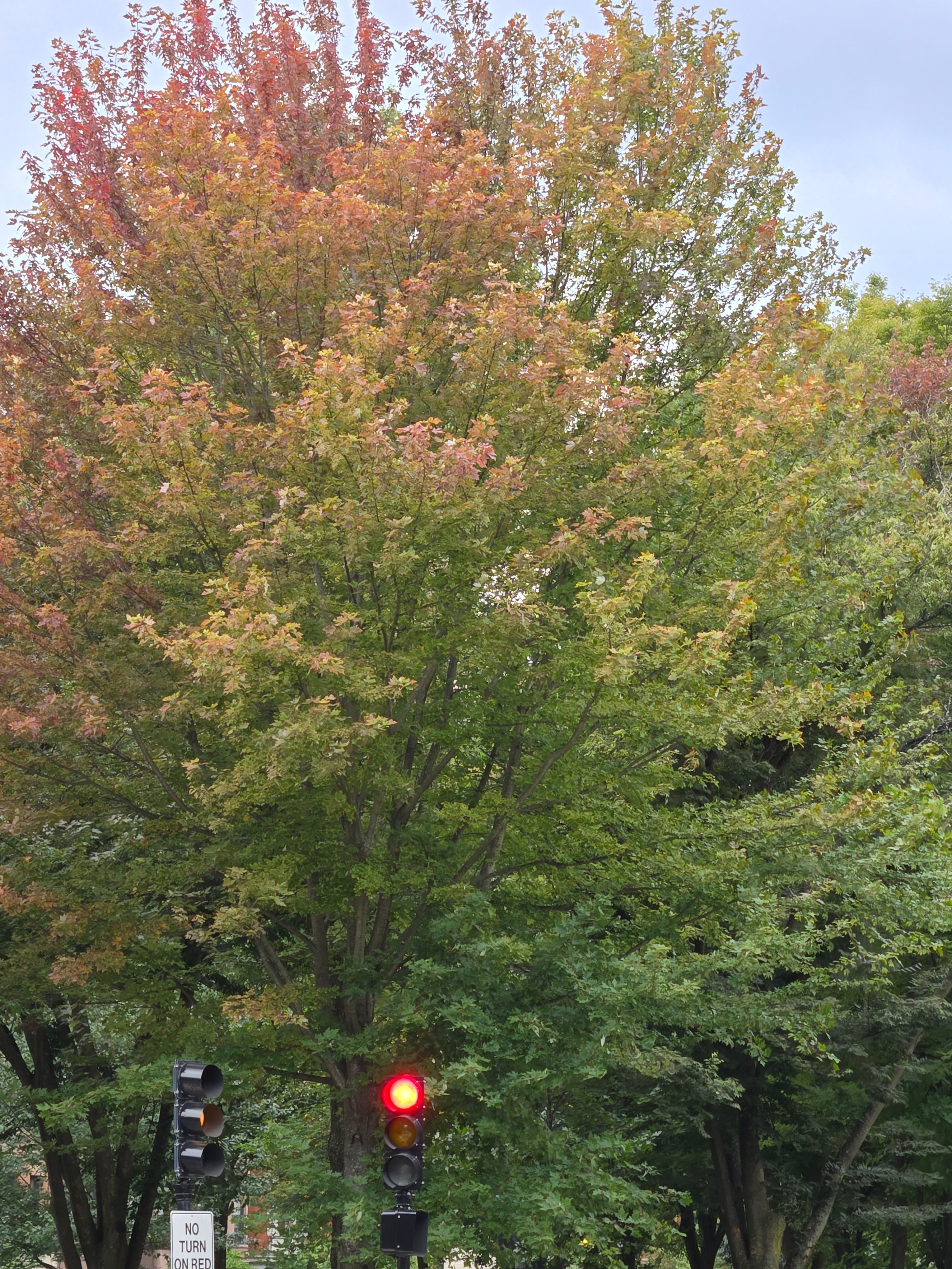 Fall Walking Tour on Commonwealth Avenue [10/11/25]