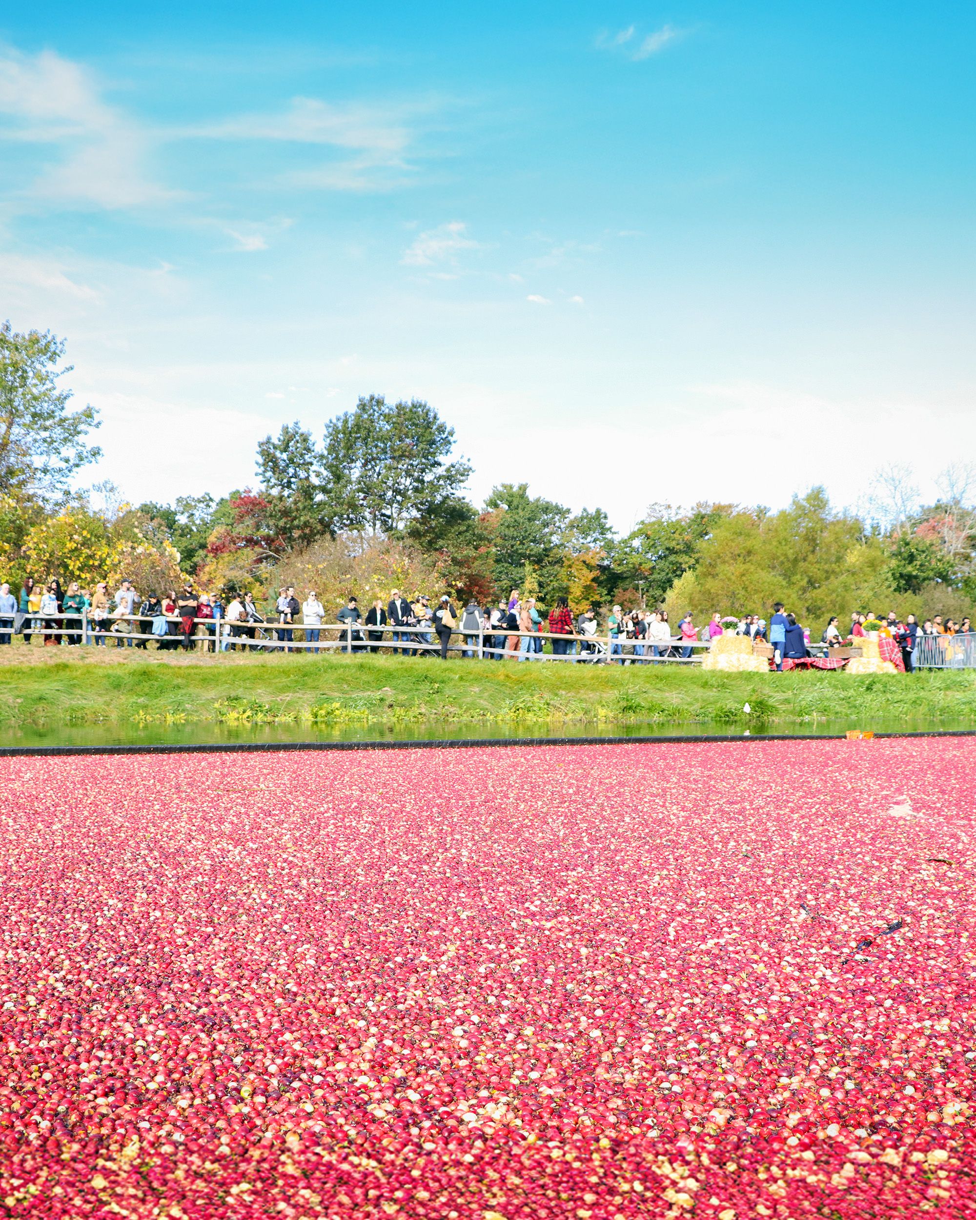 The 15th Annual Fall Harvest Celebration at Patriot Place presented by ...