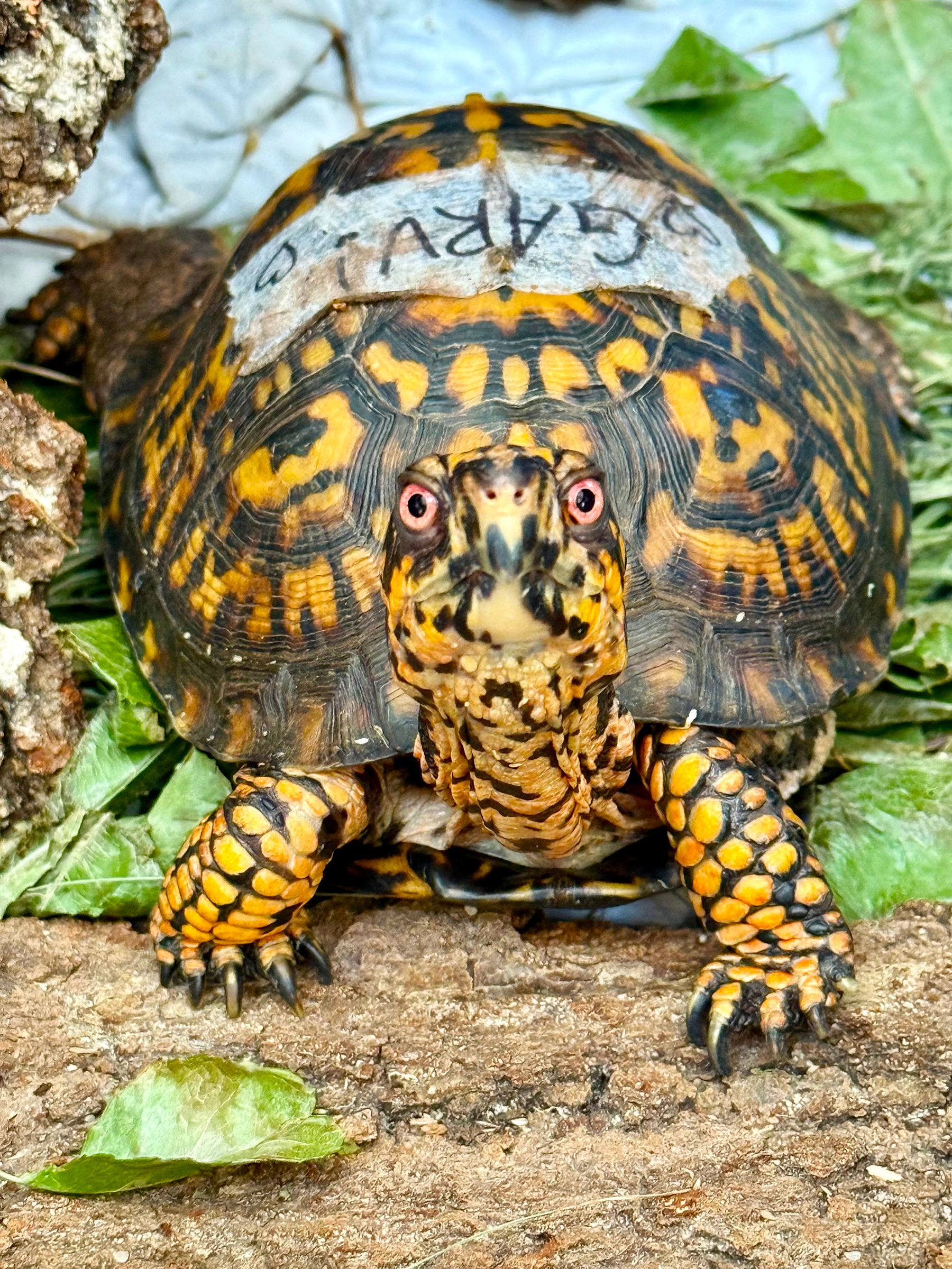 Garv's Great Pumpkin [10/25/25]