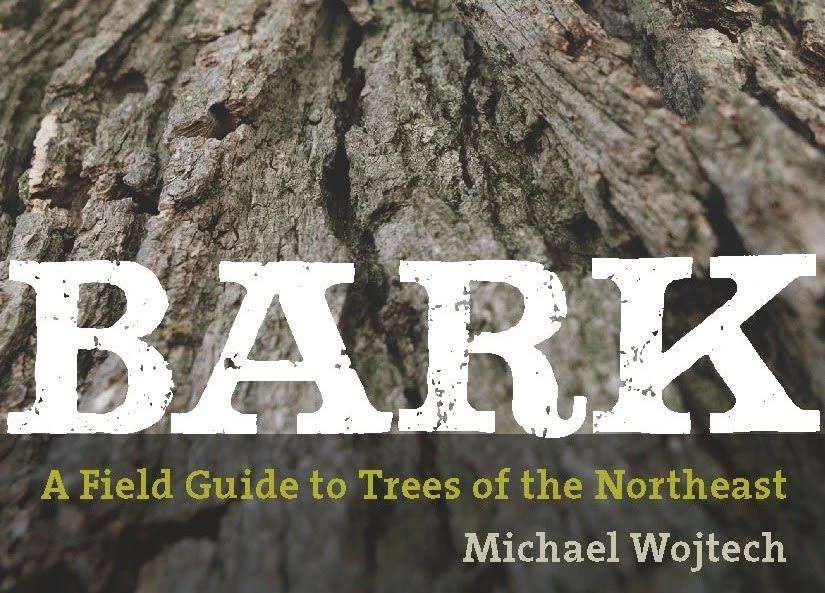 Winter Tree Bark Identification At New England Botanic Garden 02 07 26