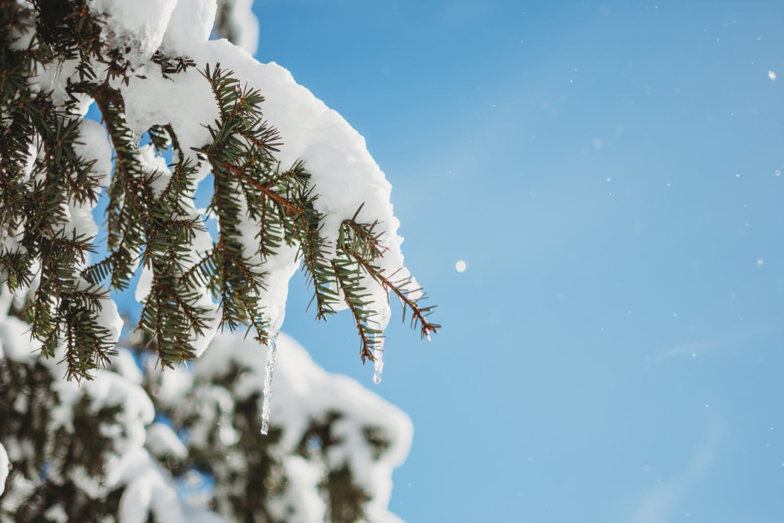Winter Tree Identification [02/07/26]