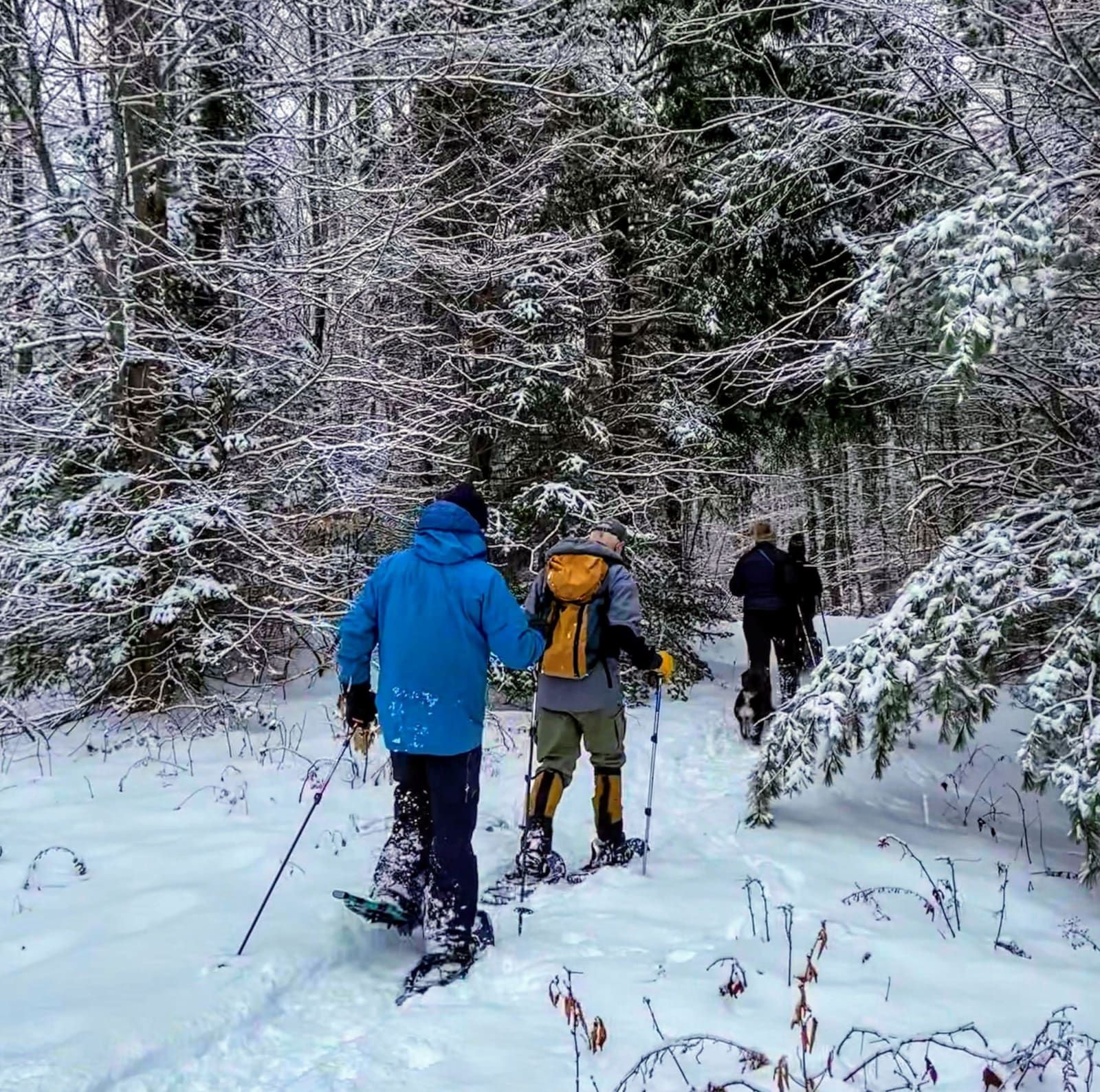 Guided Winter Snowshoe Adventure at Peaked Mountain: W/ Roundtrip ...