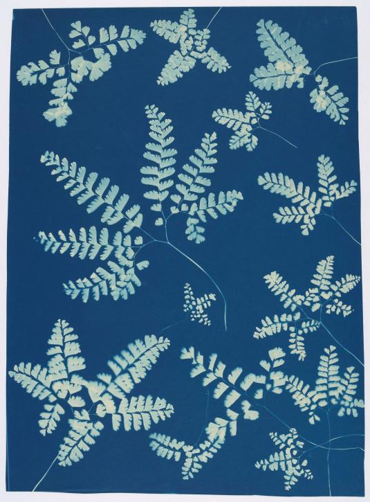 Materials Lab Workshop: Cyanotypes [06/29/22]