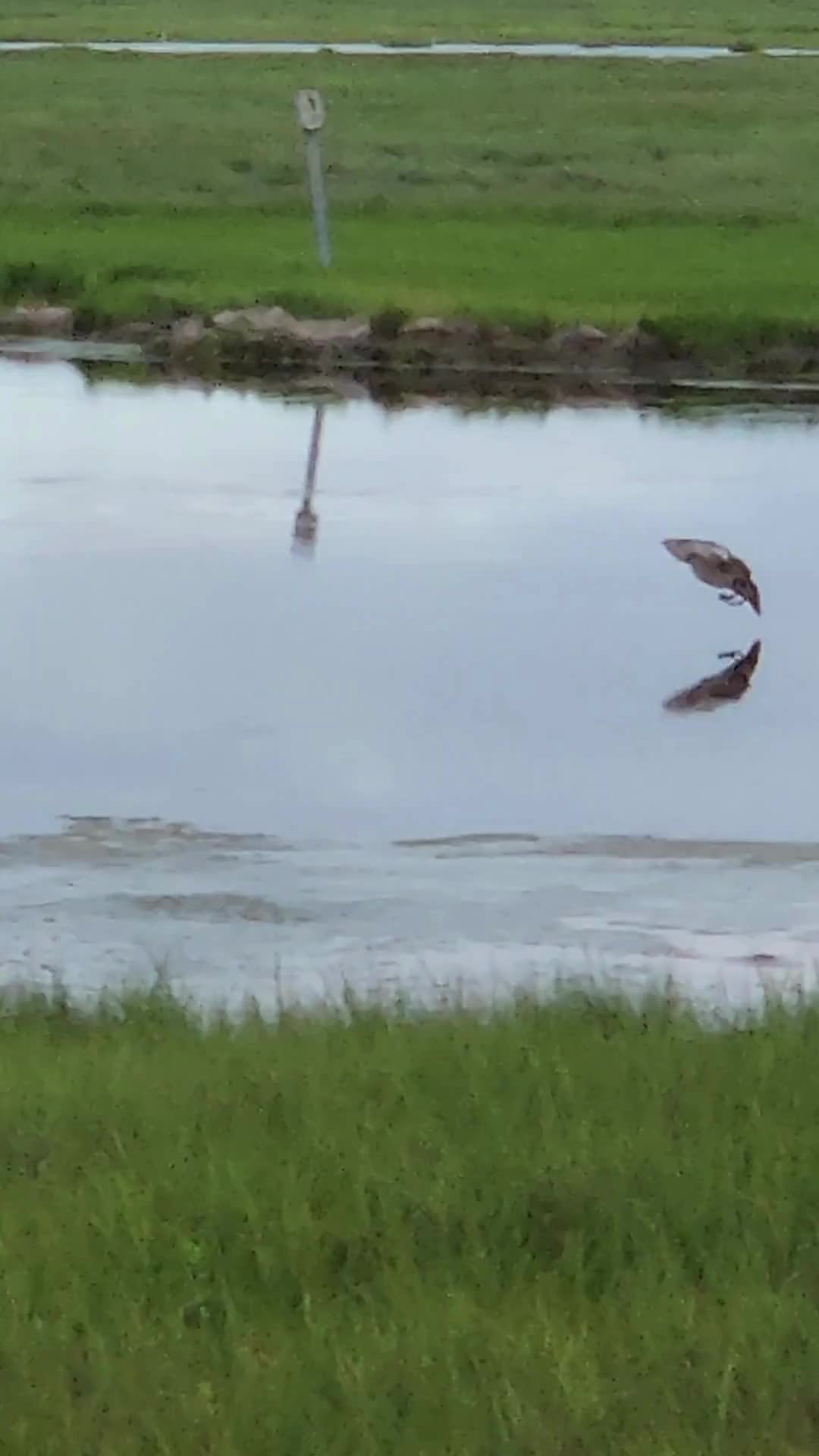Guided Birdwatching Class Plum Island Newburyport Mass🐦 [06/29/24]